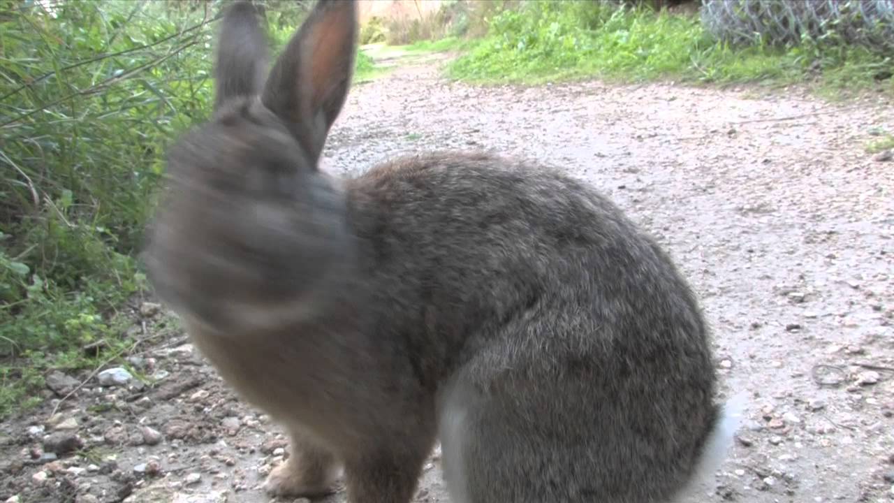 Documentary - Tame Wild Rabbit - YouTube