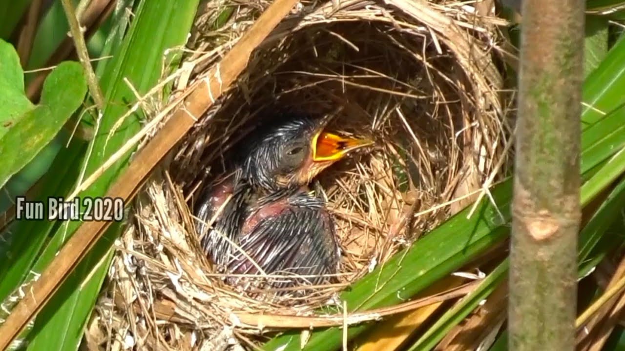The baby bird in the nest gets sunburnt due to being left by the mother ...