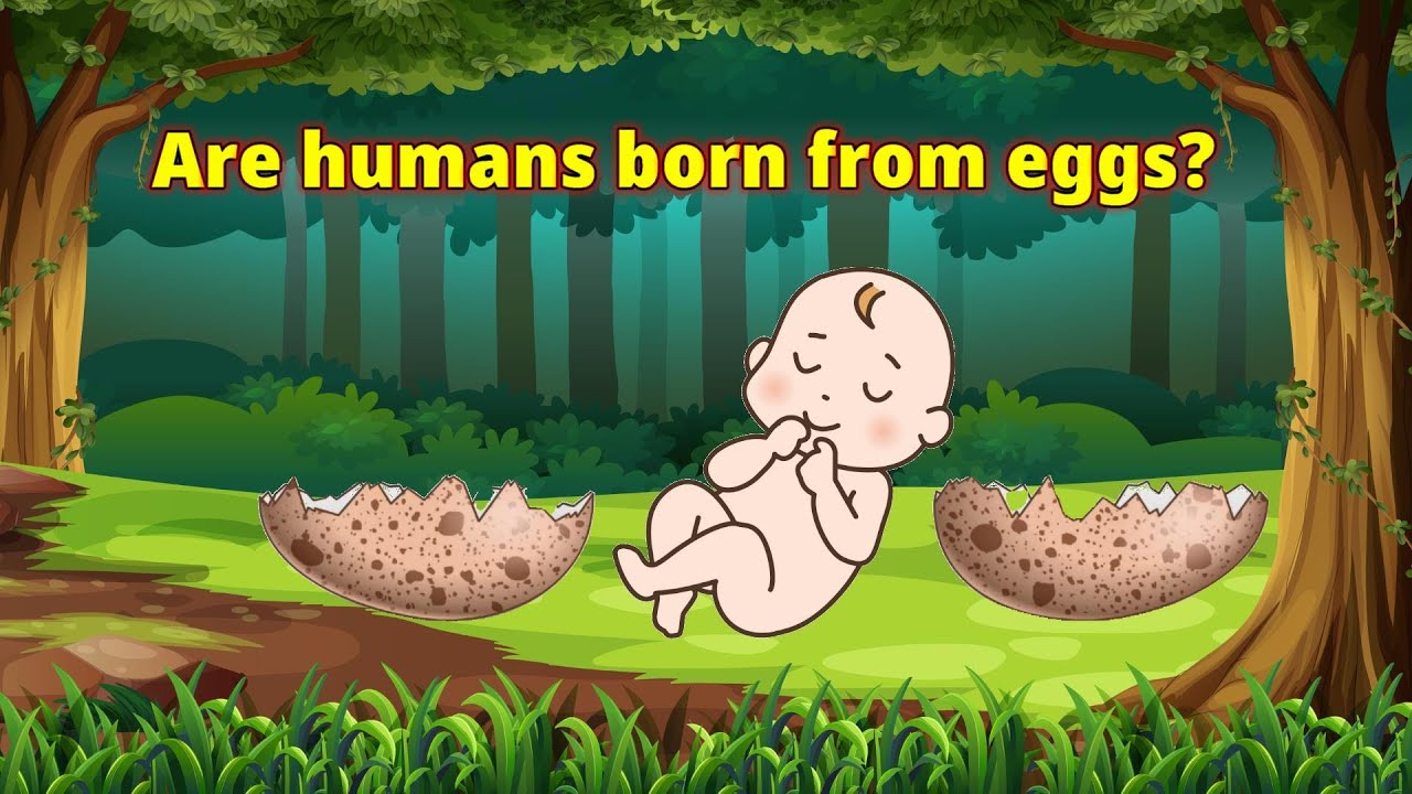 How can humans be born free and equal ? - YouTube