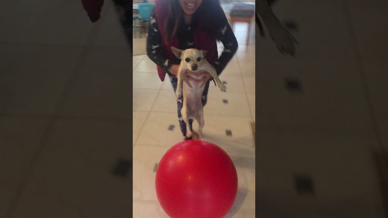Dog ball balancing - YouTube