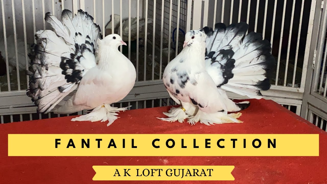 Indian Fantail Collection / Tailmark Fantail / Saddle Fantail / A K ...