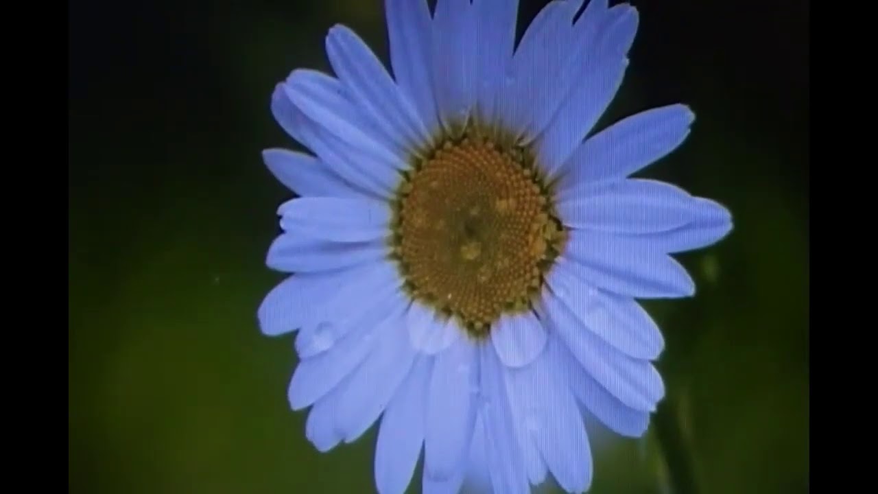 PLANTA MAGICA muy efectiva MANZANILLA - YouTube