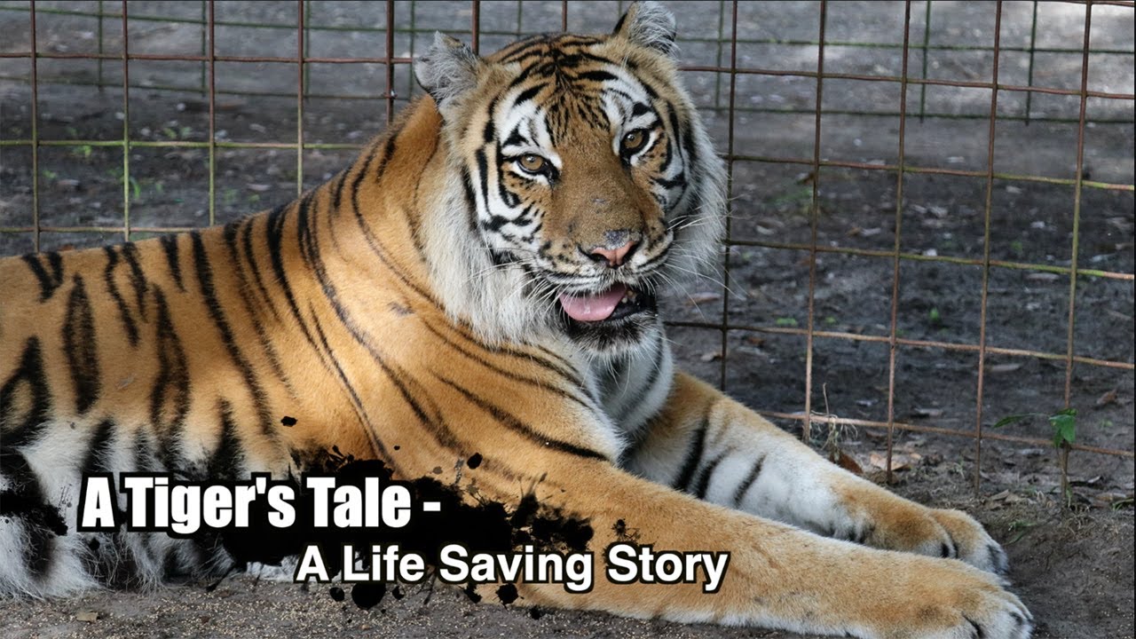 A Tiger's Tale - A Life Saving Story, Episode 2 - YouTube