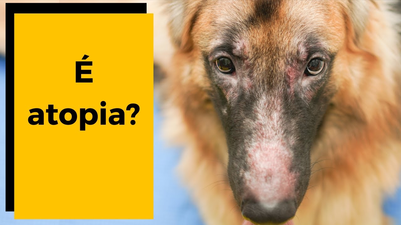 ⭕ DERMATITE ATÓPICA EM CACHORRO : Como saber se o seu cão é atópico? 🤔 ...