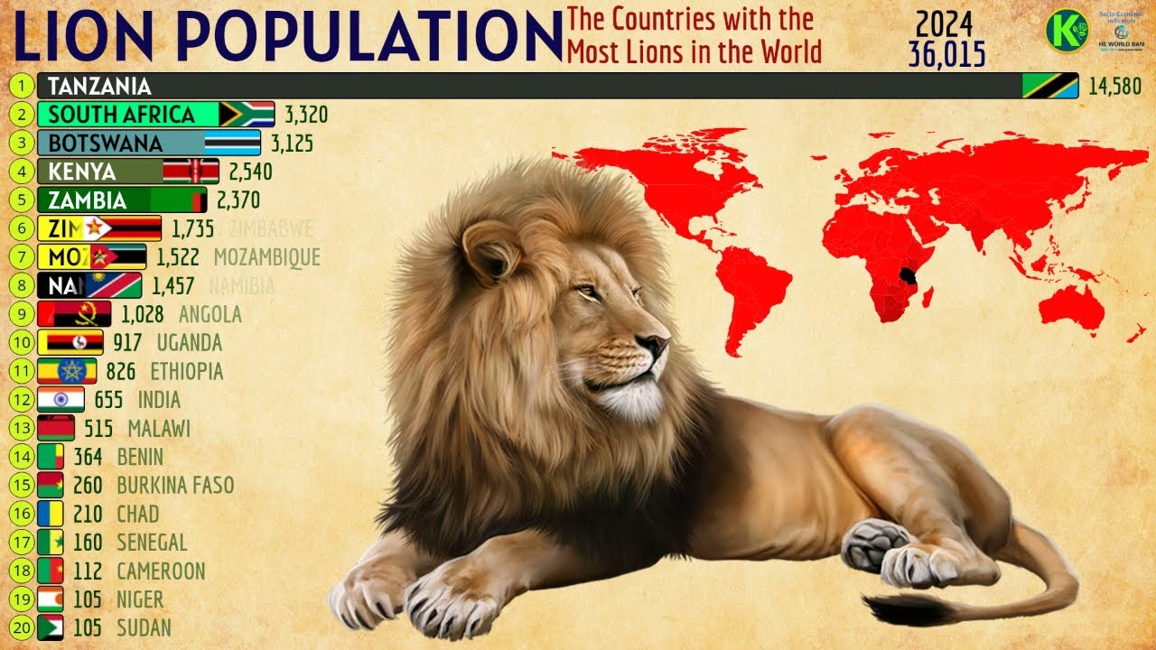 The Countries with the Most Lions in the World - YouTube