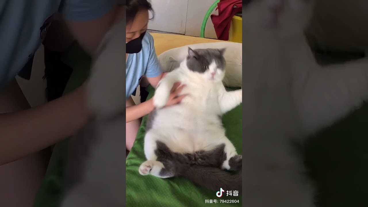 Fat cat exercises - YouTube