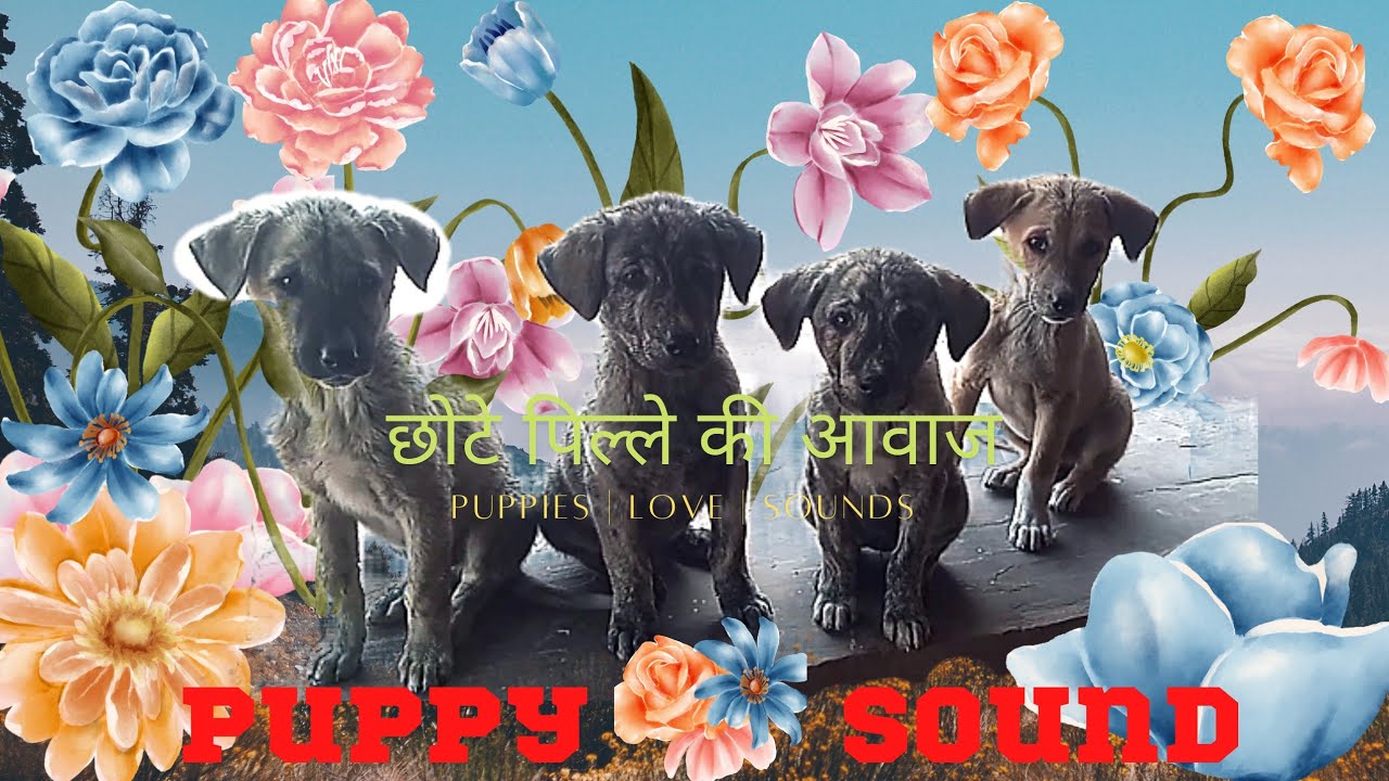 Puppy love sound | छोटे पिल्ले की आवाज | Dog Barking |Little cute ...