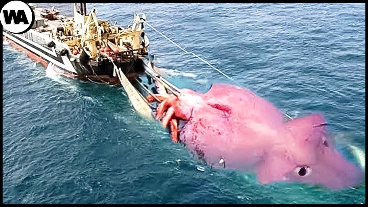 Le Poisson Qui Tue Des Baleines, Attaque Des Navires, Pond Des Millions ...