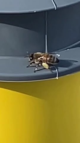 Bee does the shake 🫨 #wiggly #bee - YouTube