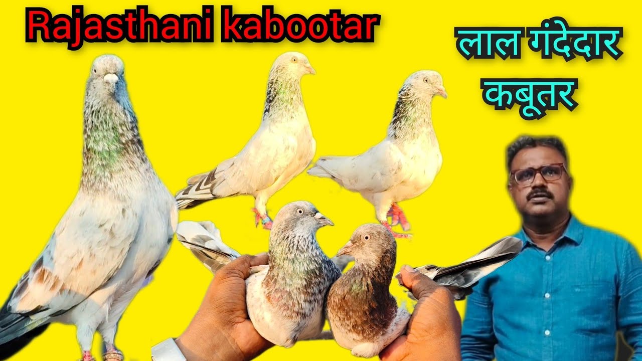 Pramod Dada lekar aaye🤩Lal Gandedar Kabutar 🤩 लाल गंदेदार कबूतर ...