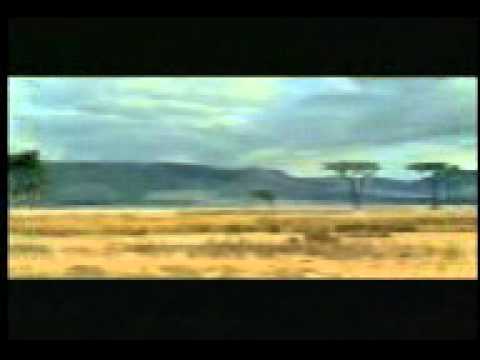 Antelope runs into a tree - YouTube