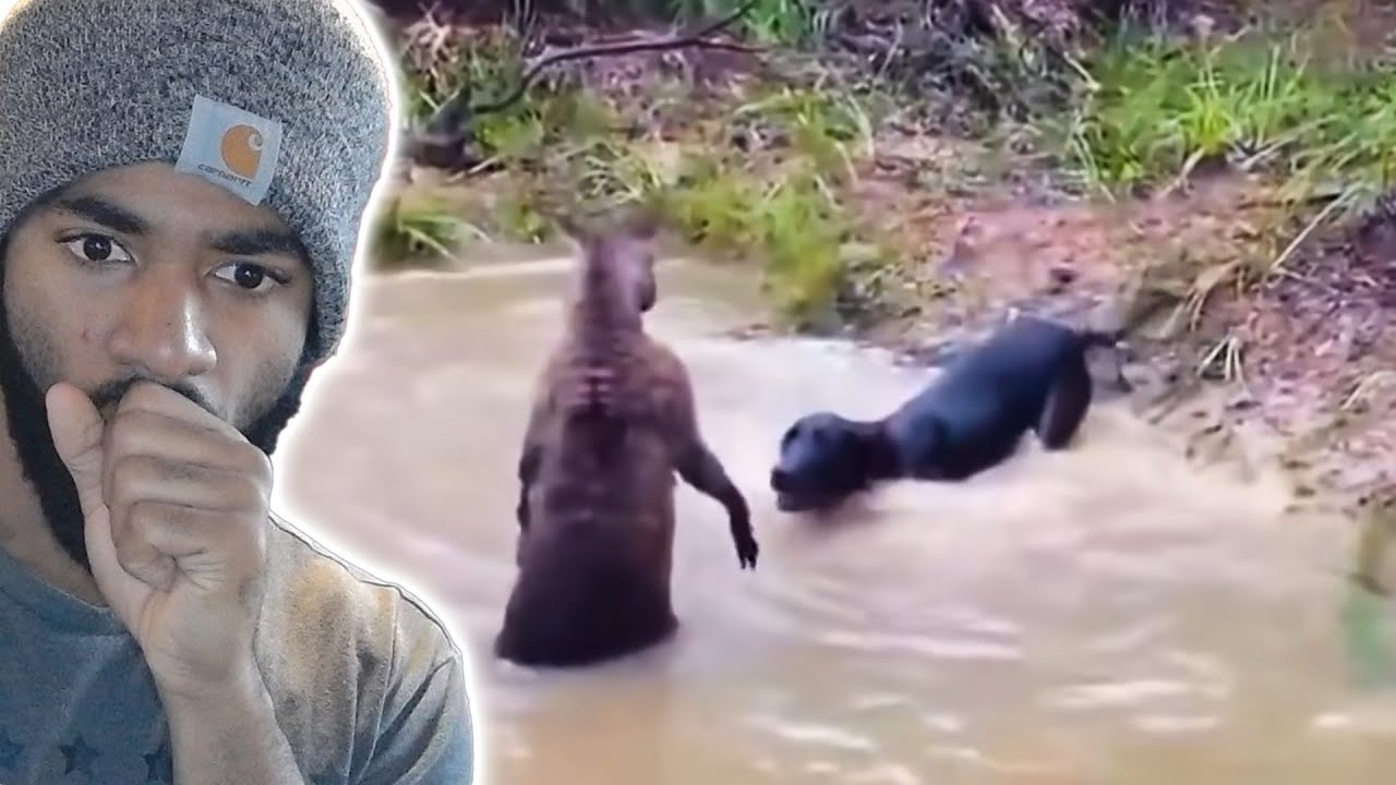 These Animals Messed Around And Found Out | 30 Times Animals Messed ...