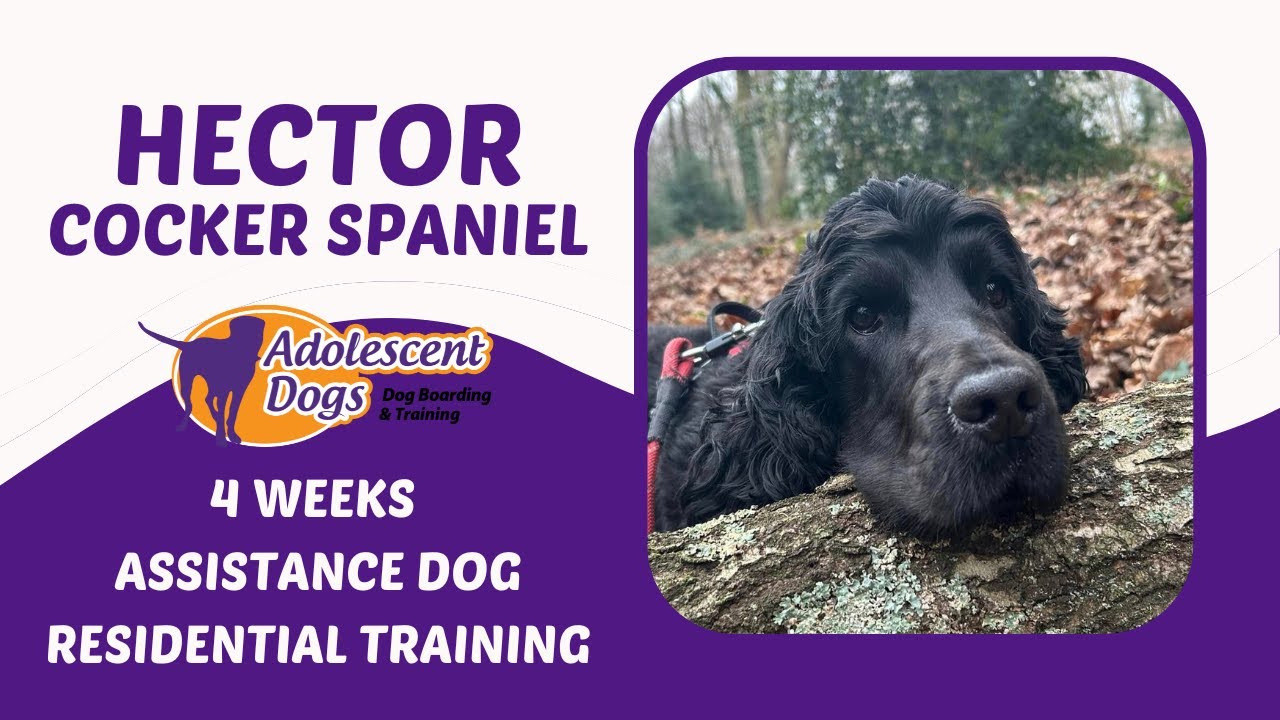 Hector the Cocker Spaniel | 4 Weeks Assistance Dog Residential Training ...