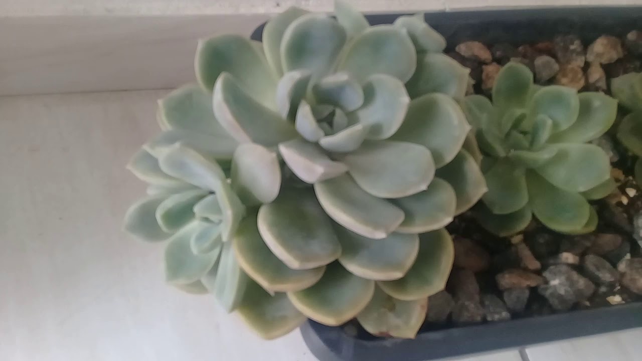 "Graptoveria Fantome🌵💚" - YouTube