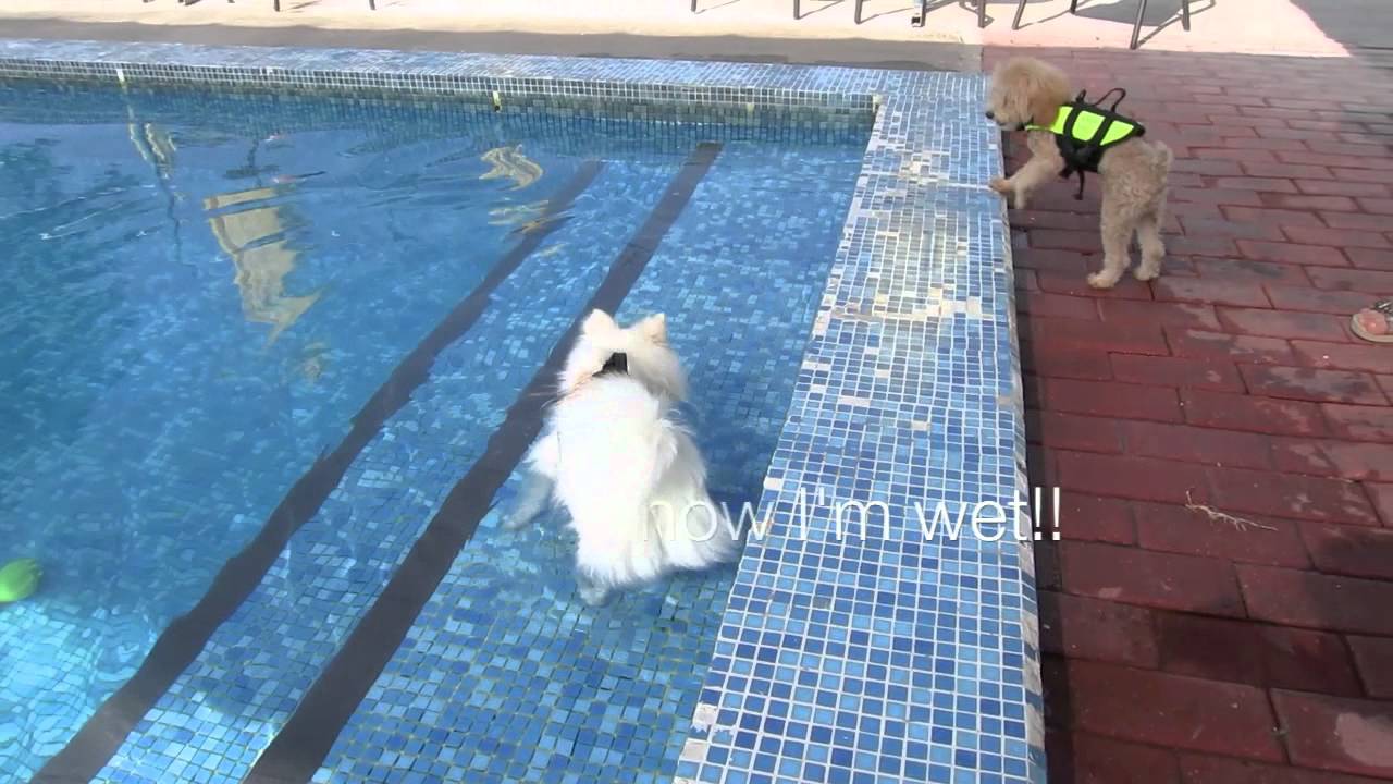 Cute doggies learn to SWIM! - YouTube