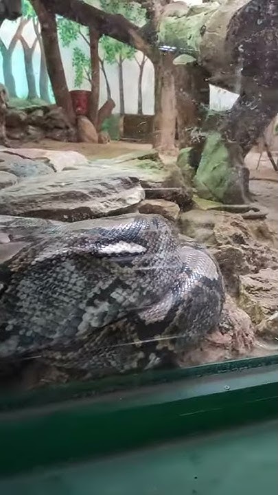 Reticulated Python | world's longest snake | 160 kgs | 25 feet 2 inches ...