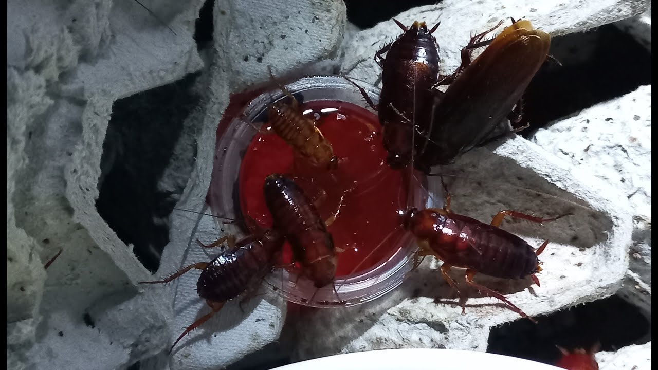 Japanese Cockroaches - YouTube