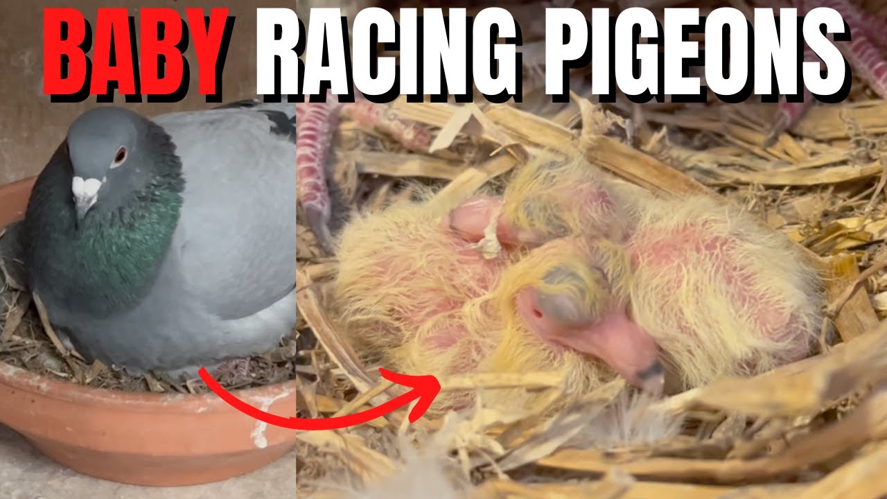 First Racing Pigeons Of The Season Are Born! - YouTube