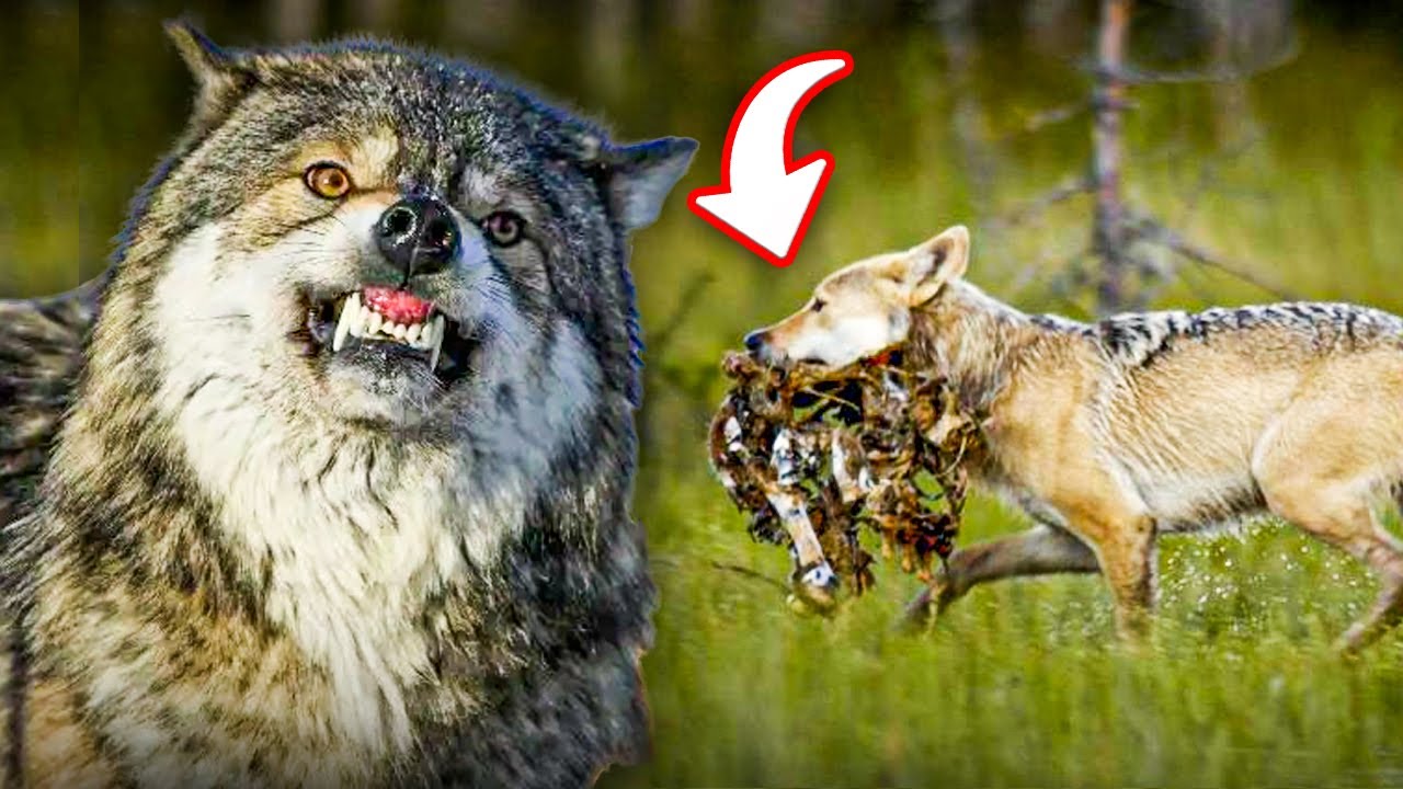 INSANE Moments When Wolves Attack Their Preys - YouTube