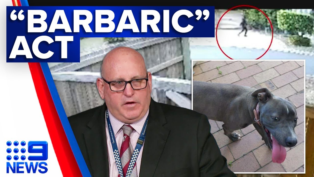 Four in hospital and dog killed in Brisbane attempted robbery | 9 News ...