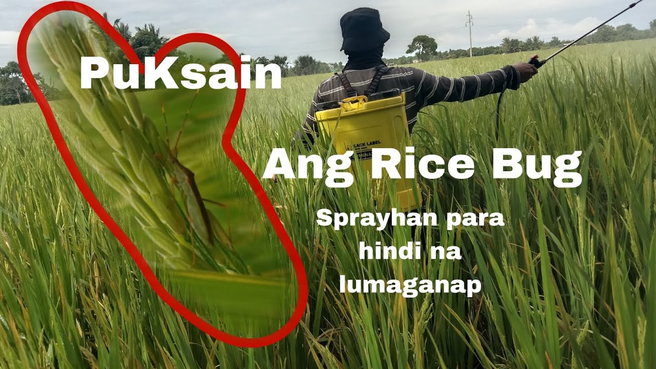 Atangya o Rice Bug sa Palayan|| sprayhan na yan || Gamit ang ...