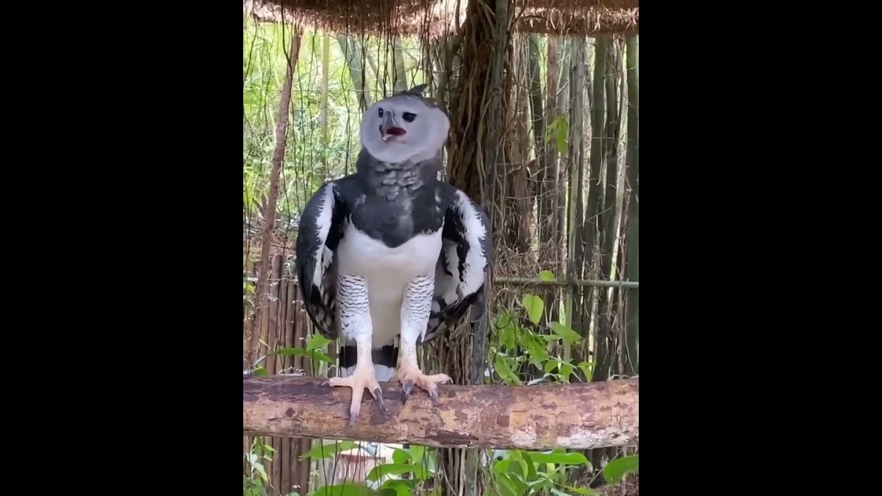 Harpy eagle-World's largest and biggest eagle 🦅 #shorts - YouTube