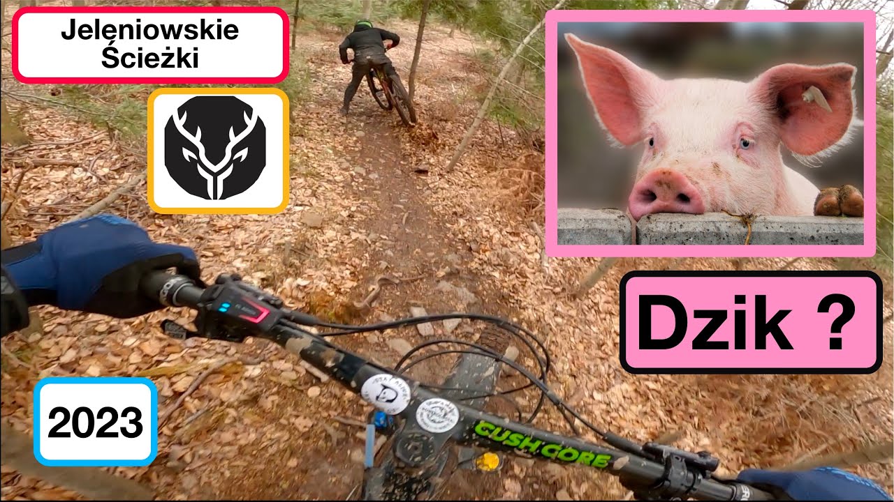 Dzik 2023 Jeleniowskie Ścieżki #drebike - YouTube