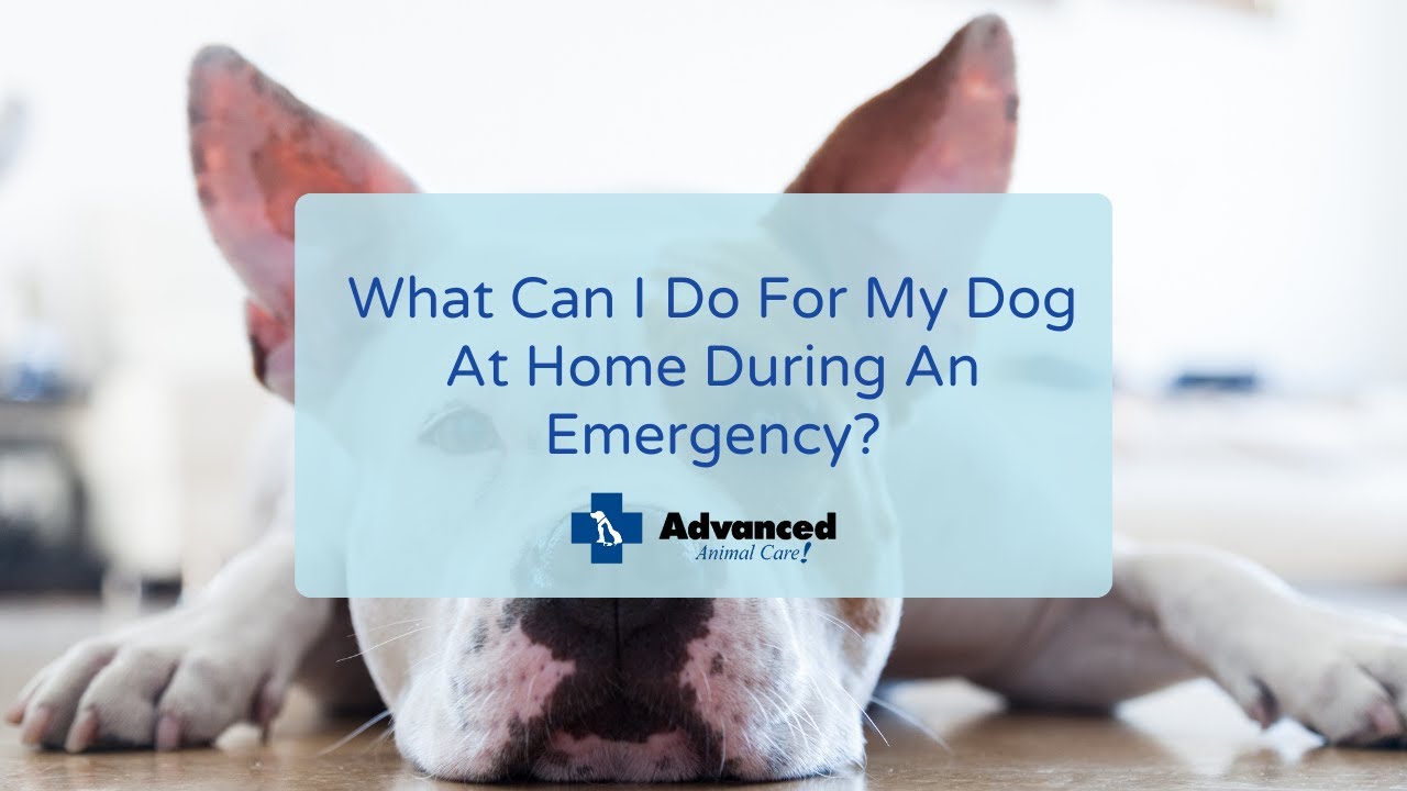 Dog Emergency Care- What Can I Do For My Dog At Home During An ...