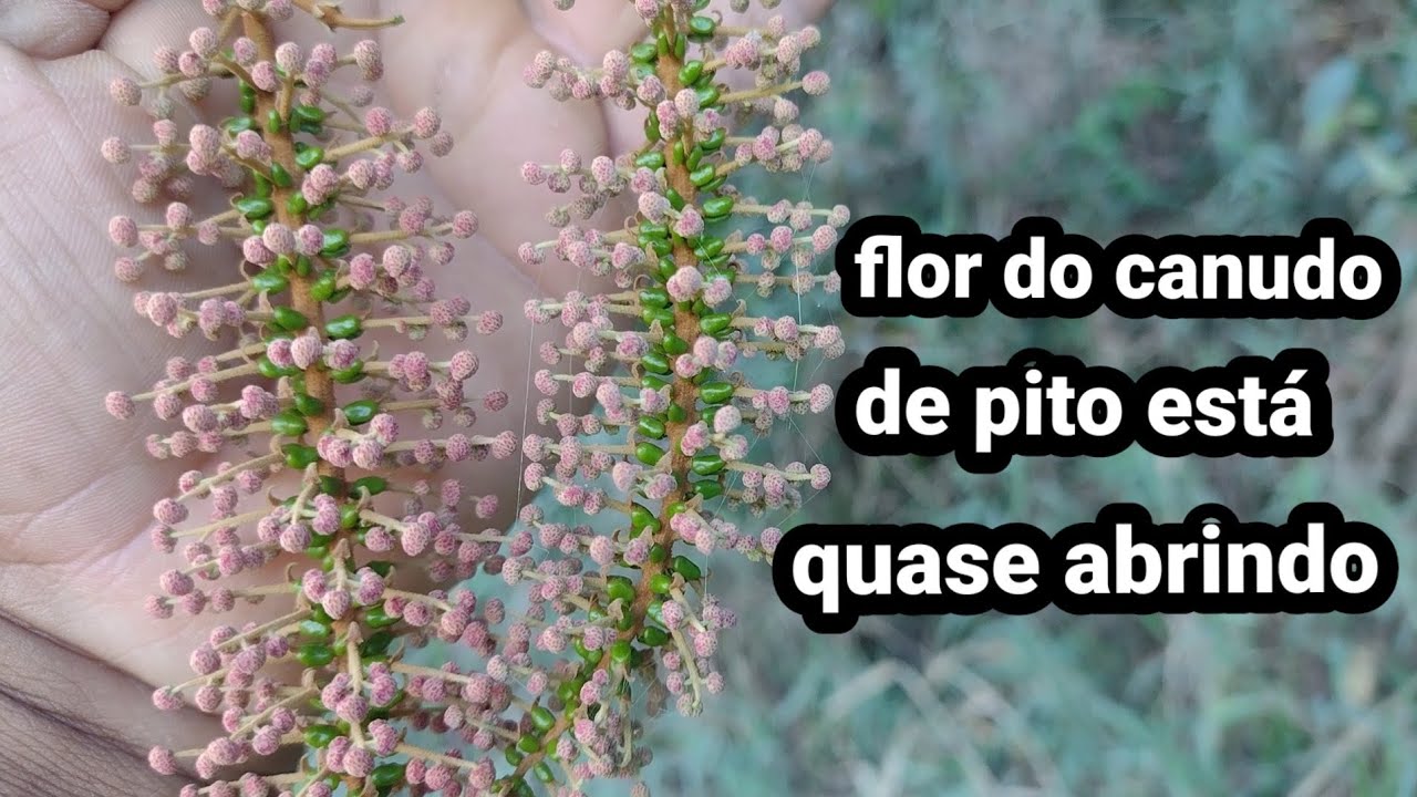 canudo de pito com previsão de muito néctar e pólen, próximos 30 dias ...