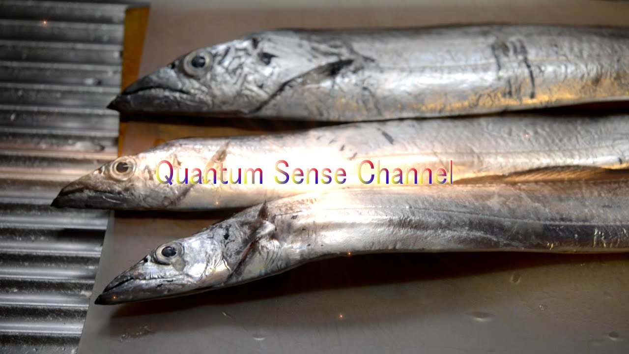 Cutlass fish - YouTube