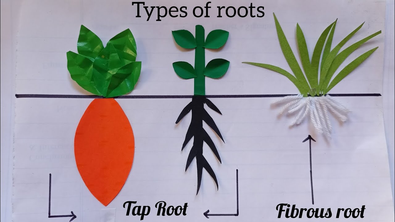 Science Model/Science TLM/Types Of Root Science Project/Science Model ...