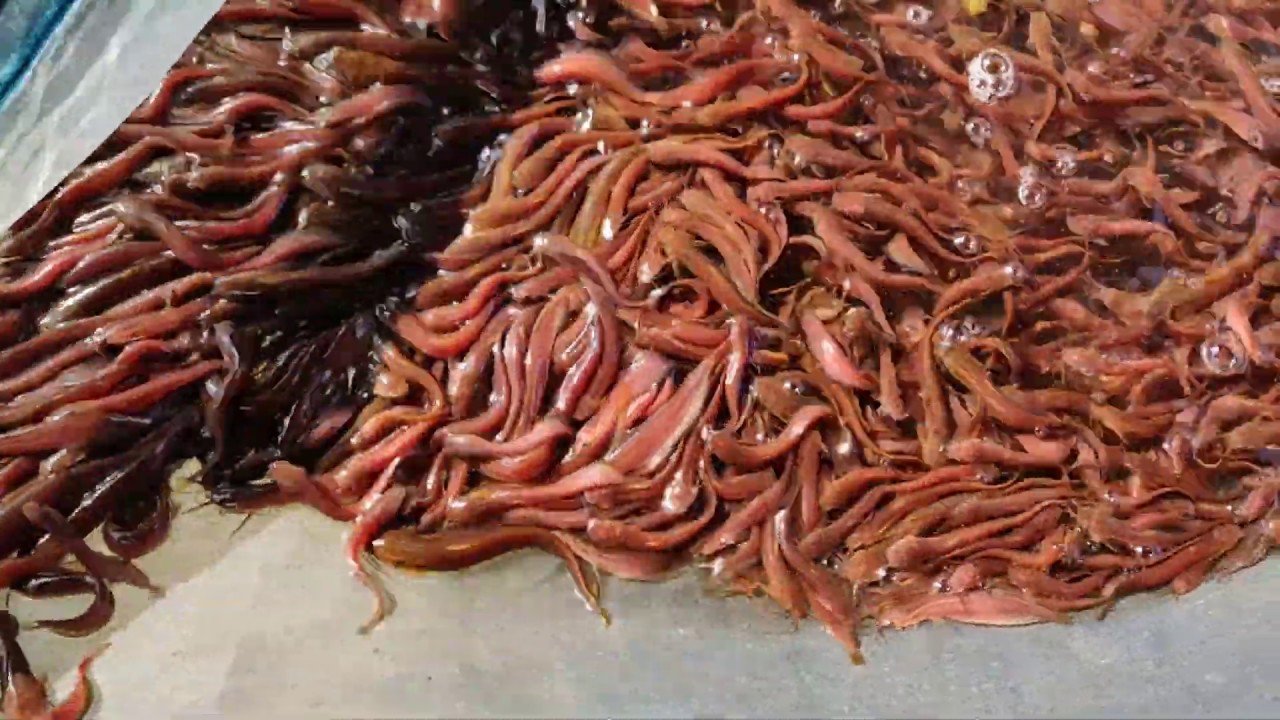 Deshi Shing Fish Farming in bd | শিং মাছের খামার - YouTube