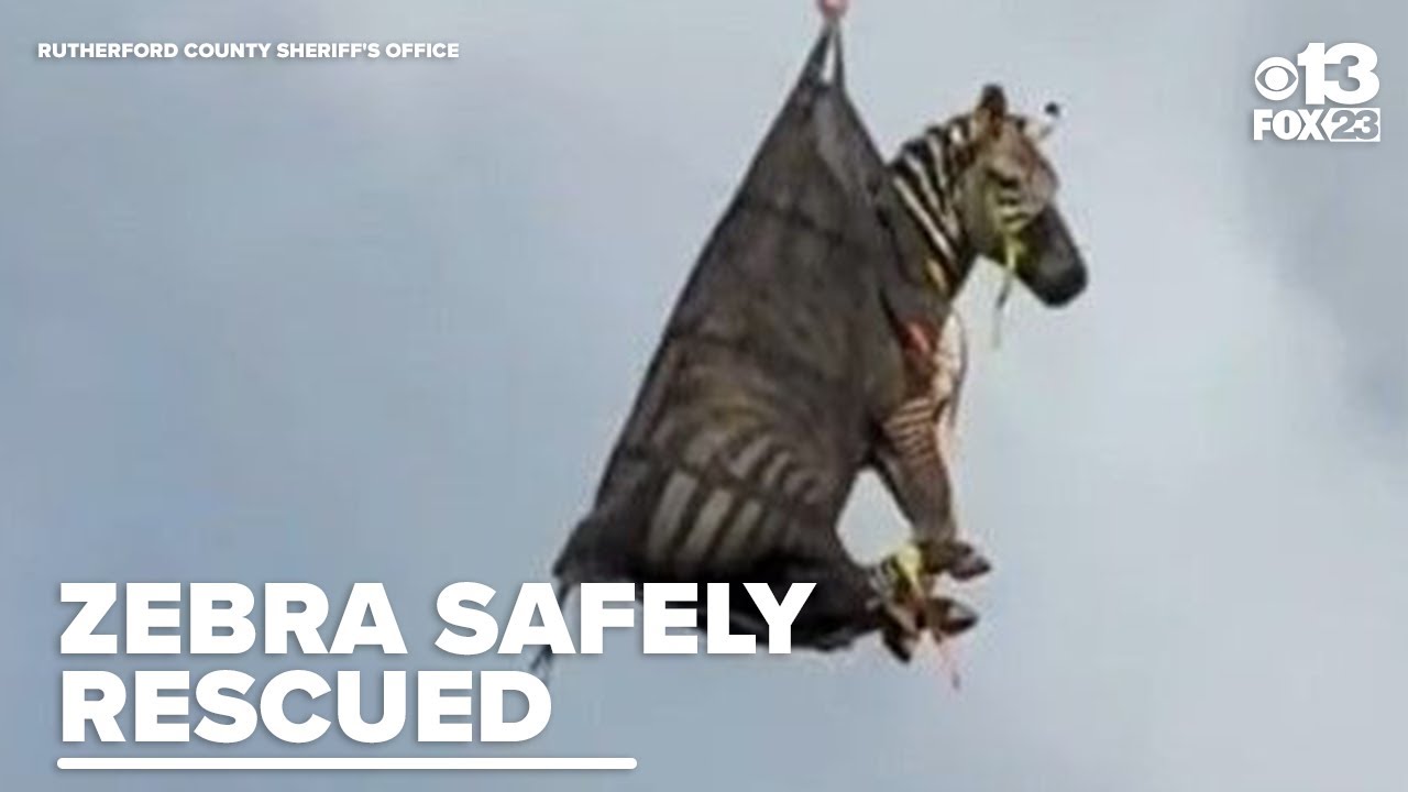 Drone video reveals moments missing zebra 'Ed' is captured in Tennessee ...