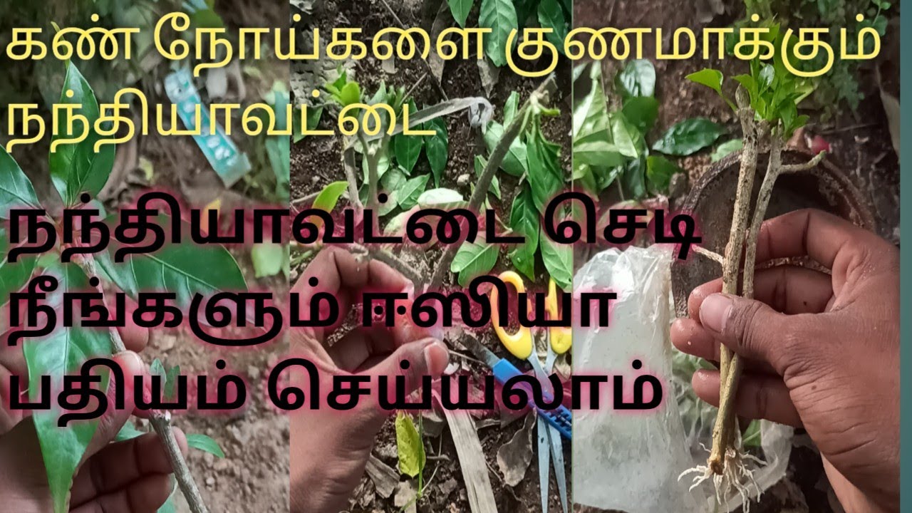 How to grow Nandiyavattai flower craft plant in home/ நந்தியாவட்டை ...