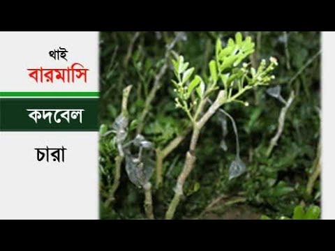 বারোমাসি কদবেল চারা বা baromashi kodbel tree - YouTube