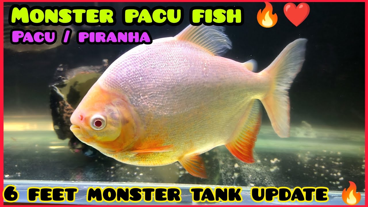 New Upcoming Monster Fish For Our 6 Feet Monster Fish Tank 🔥 || #fish # ...