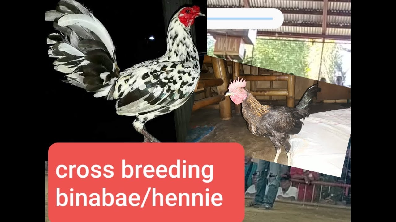 MANOK N BINABAE/HENNY or HENNIE ROOSTER - YouTube
