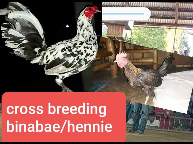 Manok Na Binabae