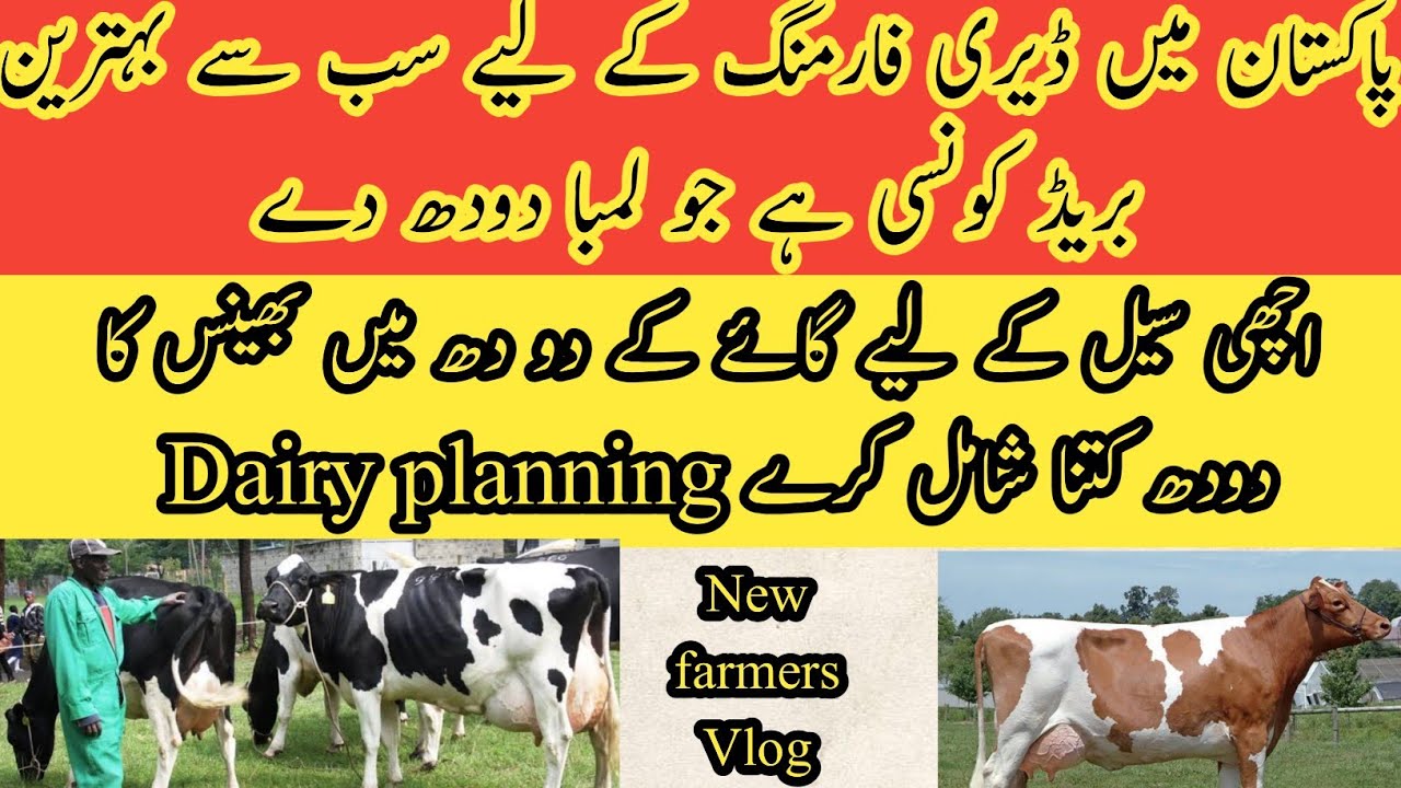 Best dairy breed new farmers II Milk plan for dairy farming I buffalo ...