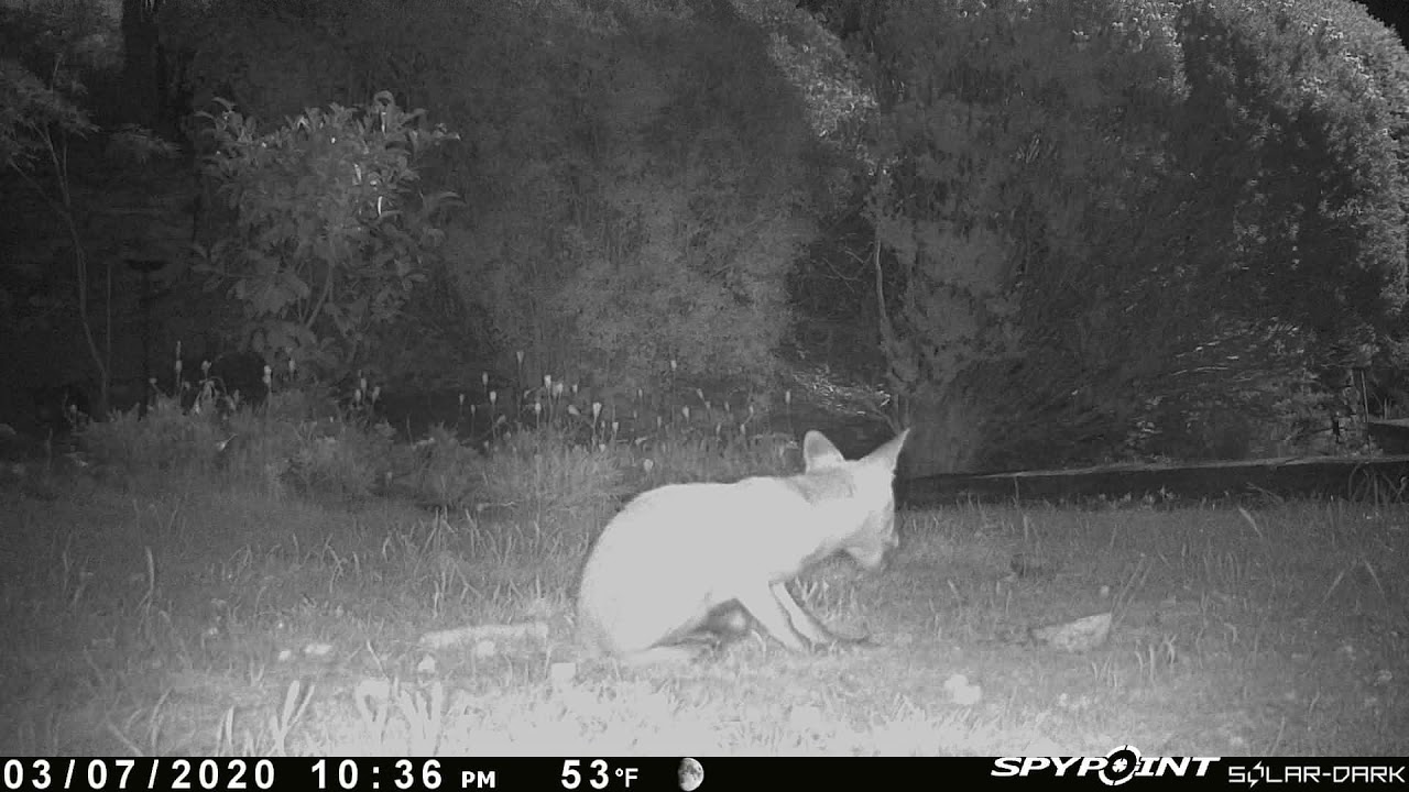 Fox Cub3 4 July Youtube