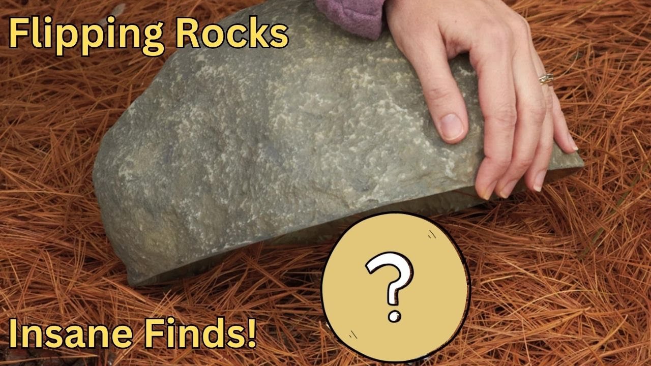 Flipping 5 Rocks To See What Animals I Can Find. Great Finds! - YouTube