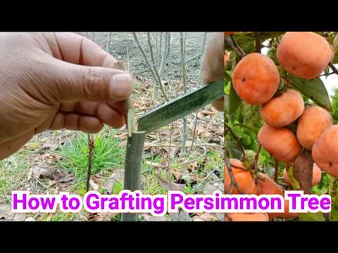 Grafting Persimmon Trees For Beginners / Cleft Grafting Persimmon Fruit ...