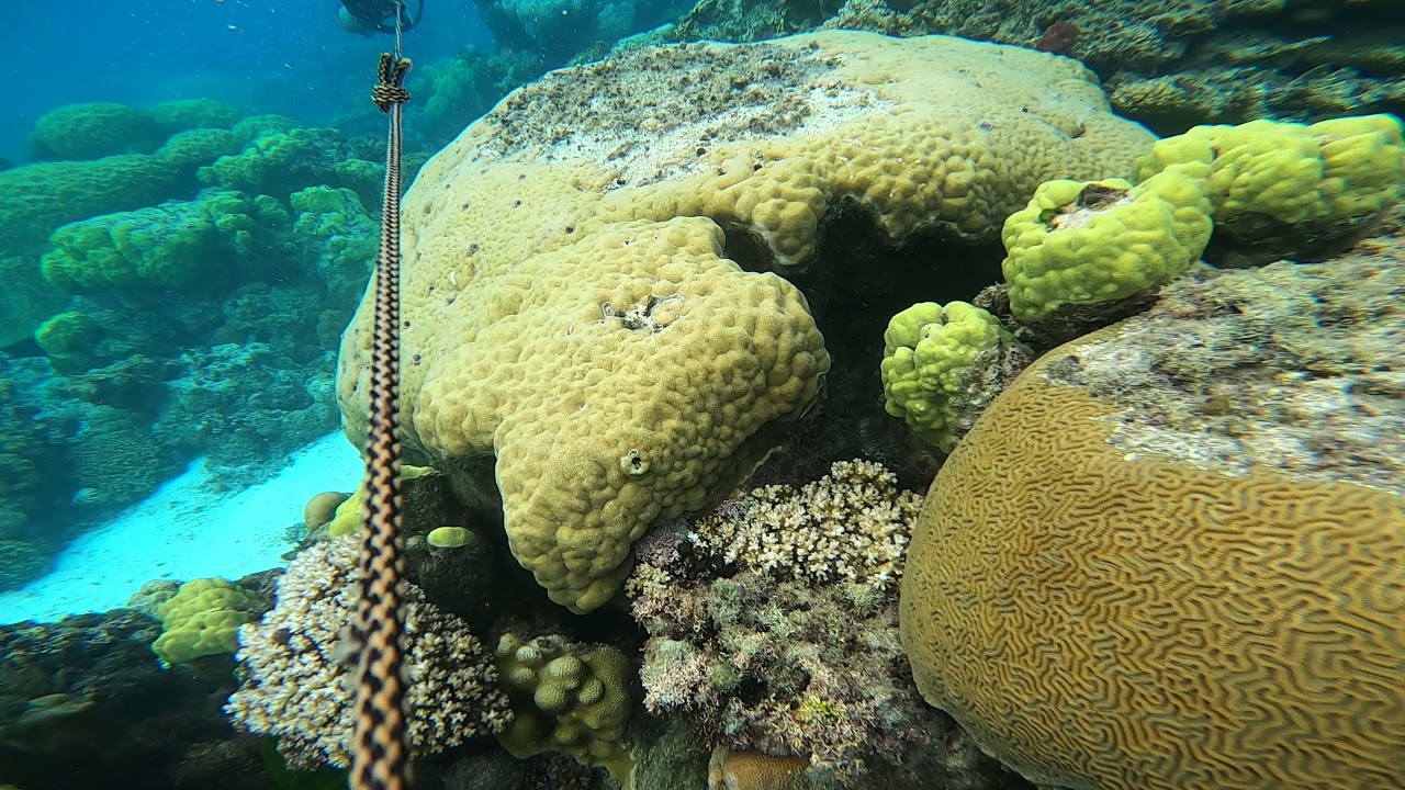 Amazing reefs of Tinian, CNMI - YouTube