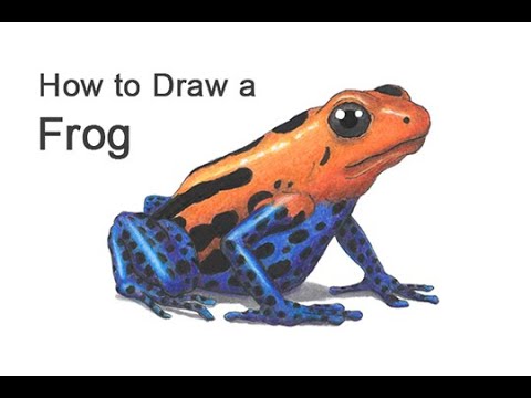 How to Draw a Poison Dart Frog | Colored Pencil Tutorial