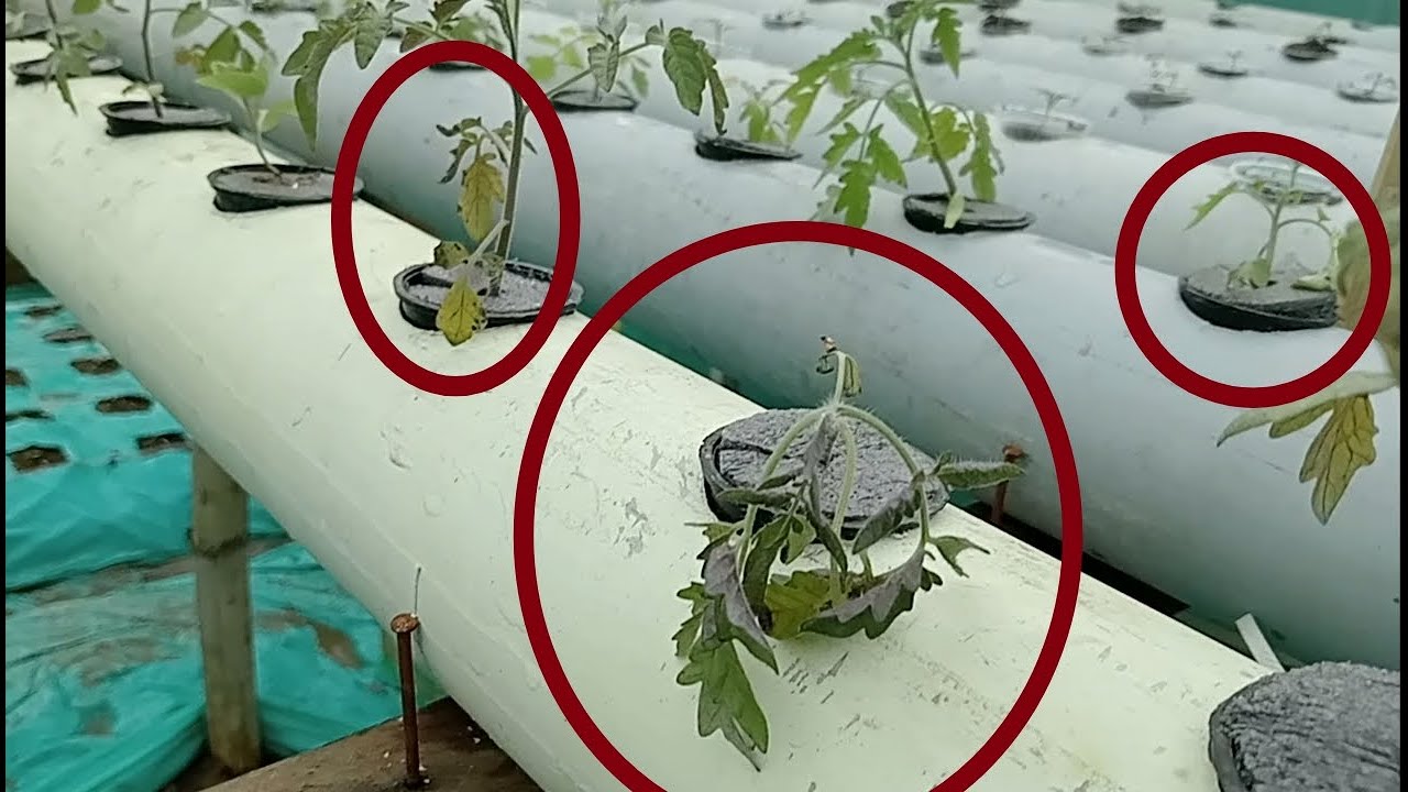 Made a really big mistake. my Hydroponic plants are almost dead and how ...