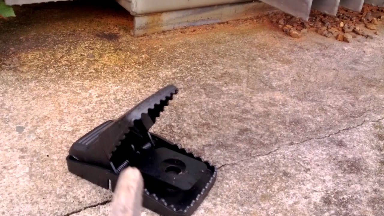 T-Rex rat trap "testing" - YouTube