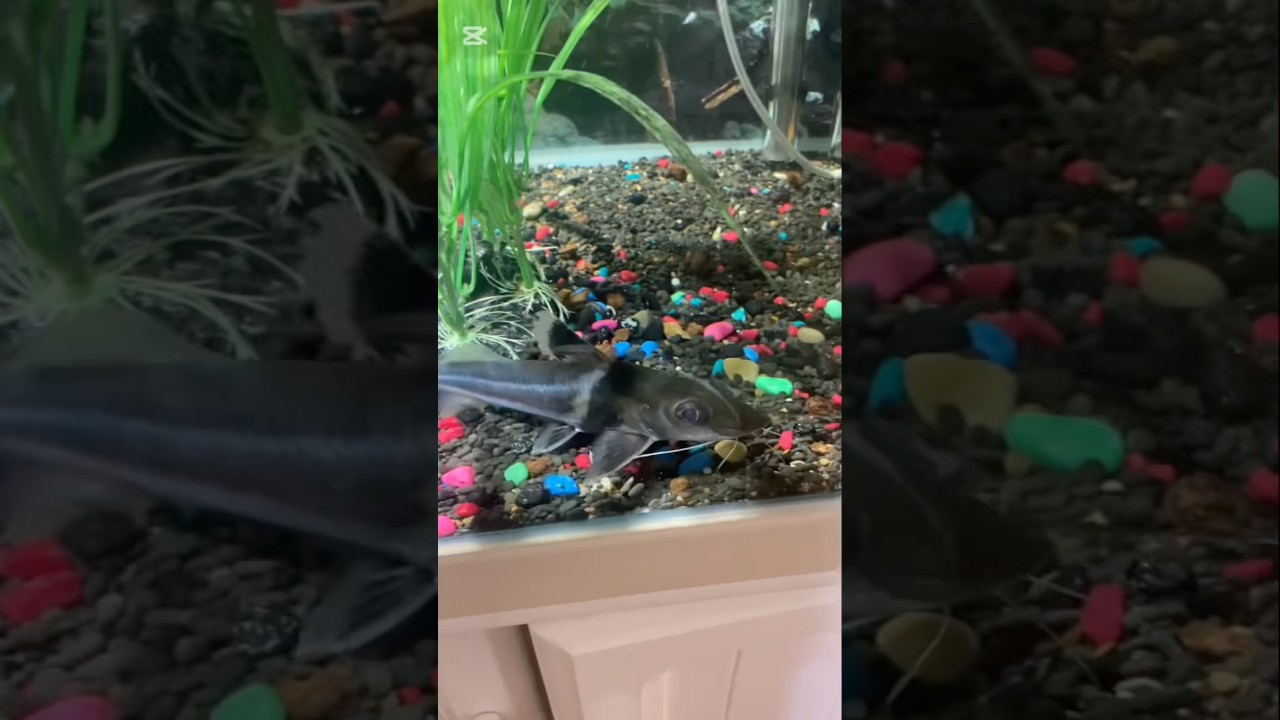 My new pet Ornate Pimelodus #aqua rium #catfish #exotic #australia ...