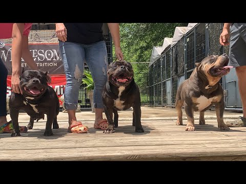 Southern heart bullies give introduction & look at the champs (ep 1 ...