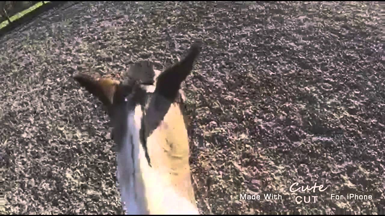 My Horse Fails - GoPro - YouTube