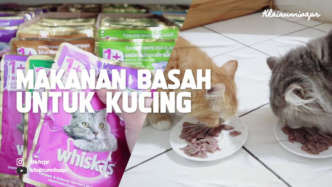 MANFAAT MAKANAN BASAH UNTUK KUCING - YouTube